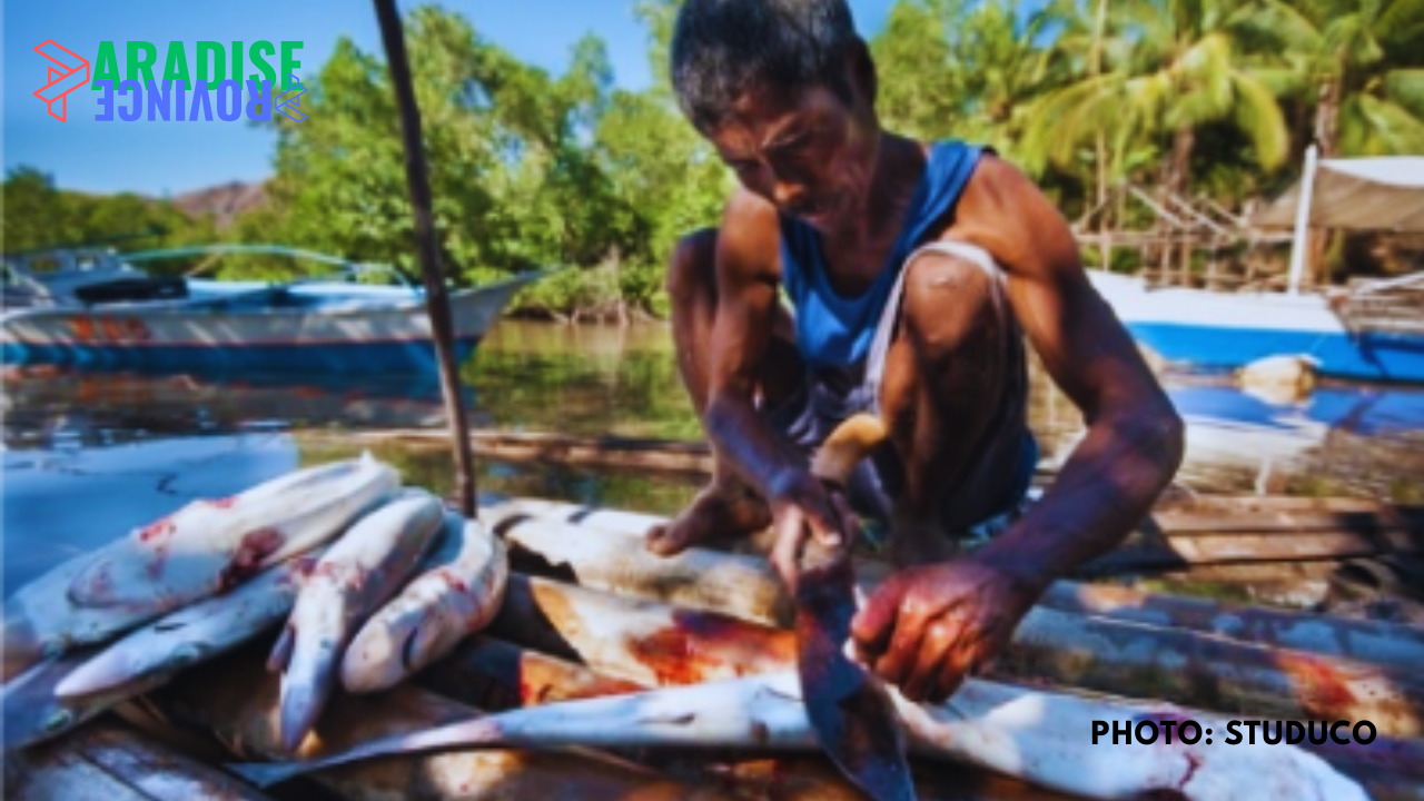 Calapan City: Blending Development, Tourist Spot, and the Environment ...